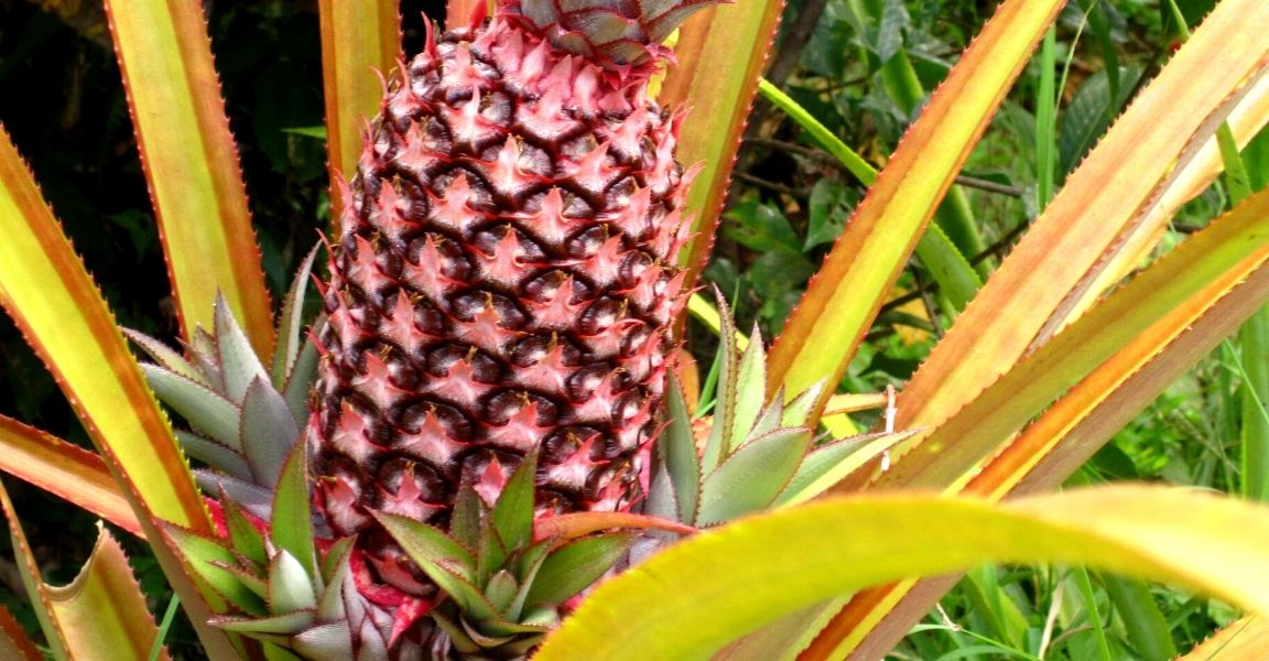 Ananá o piña interesantes propiedades