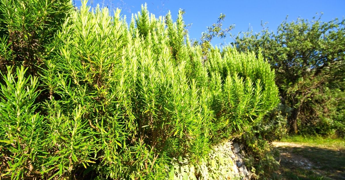 El romero sus cualidades y características